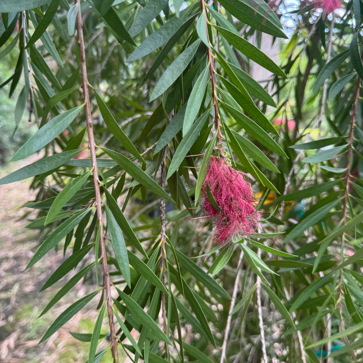 Weeping Bottlebrush – Liberty Landscape Supply