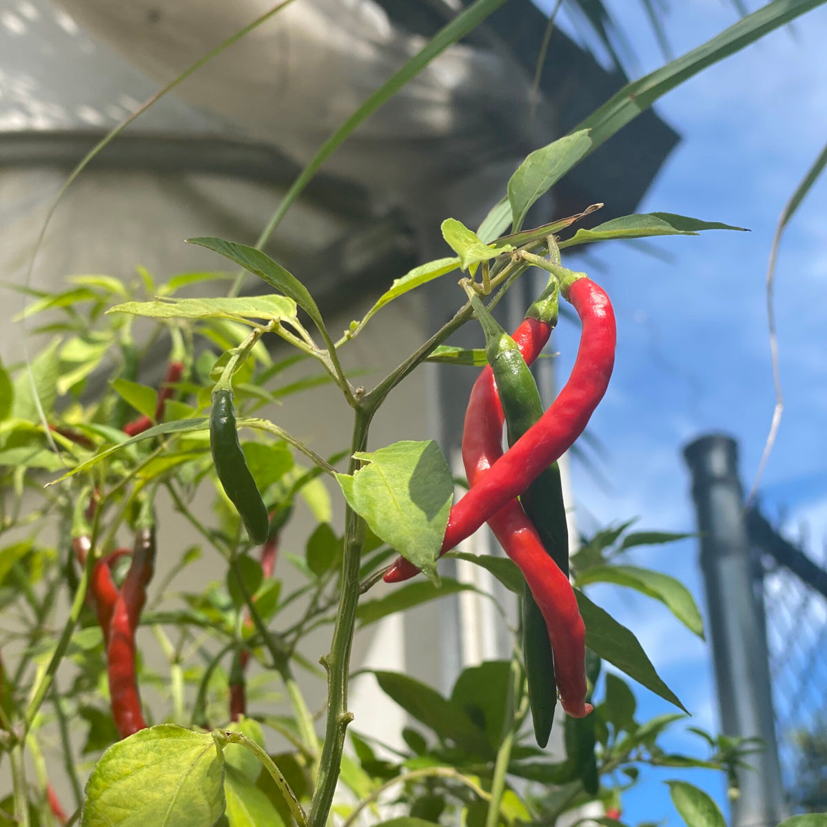 Planting Your Fall Vegetable Garden – Liberty Landscape Supply