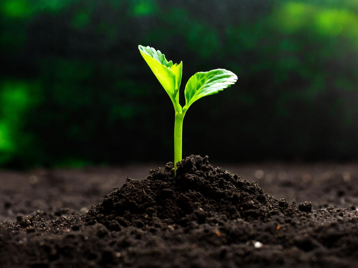 How to Pick the Right Soil for Your Plants – Liberty Landscape Supply