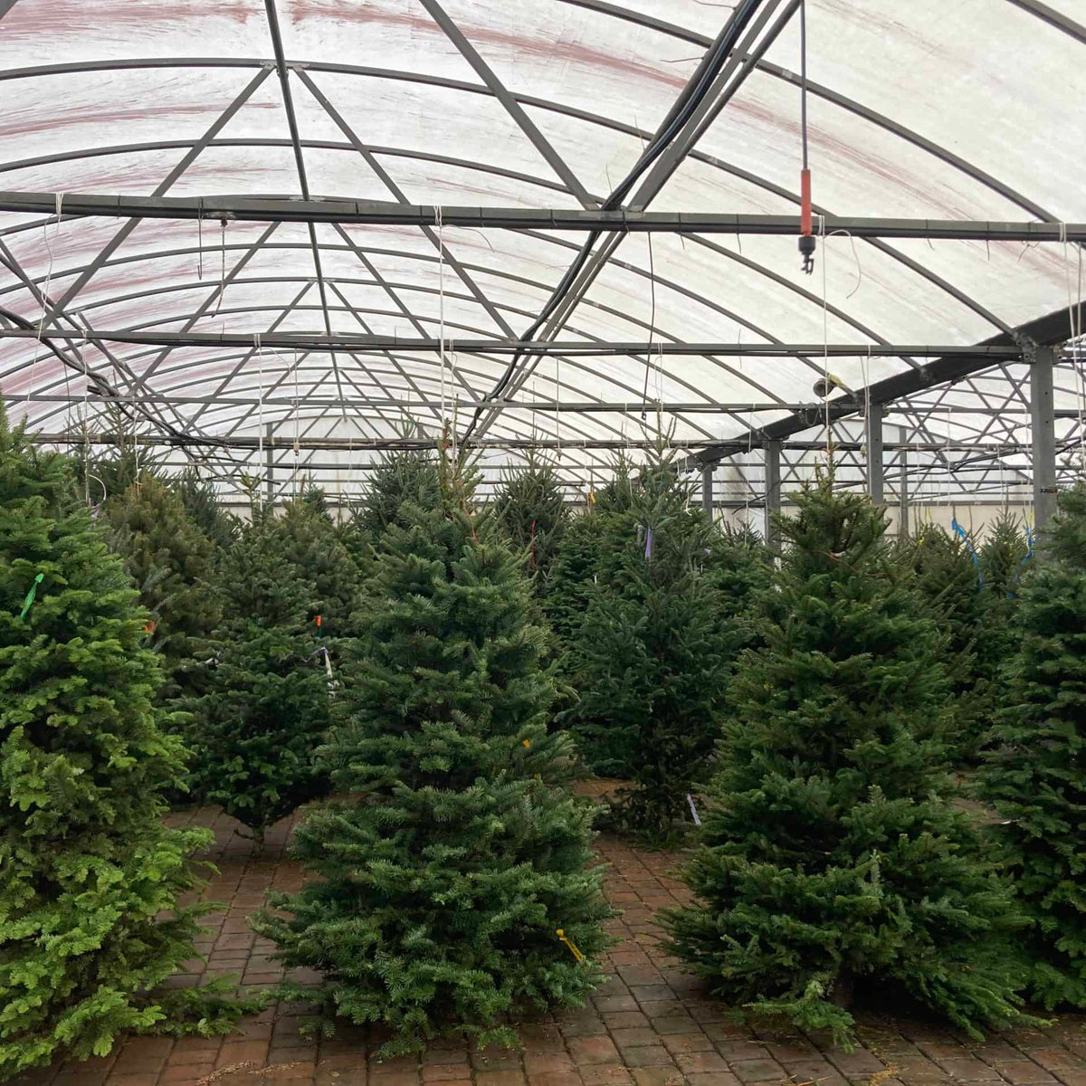 Christmas Tree Prices – Liberty Landscape Supply