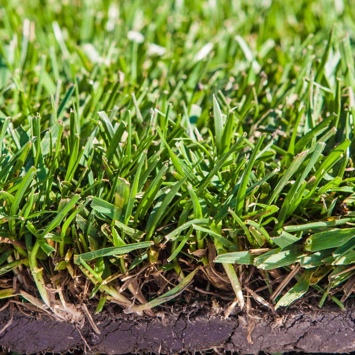 The Secret to Long-Lasting Sod – Liberty Landscape Supply