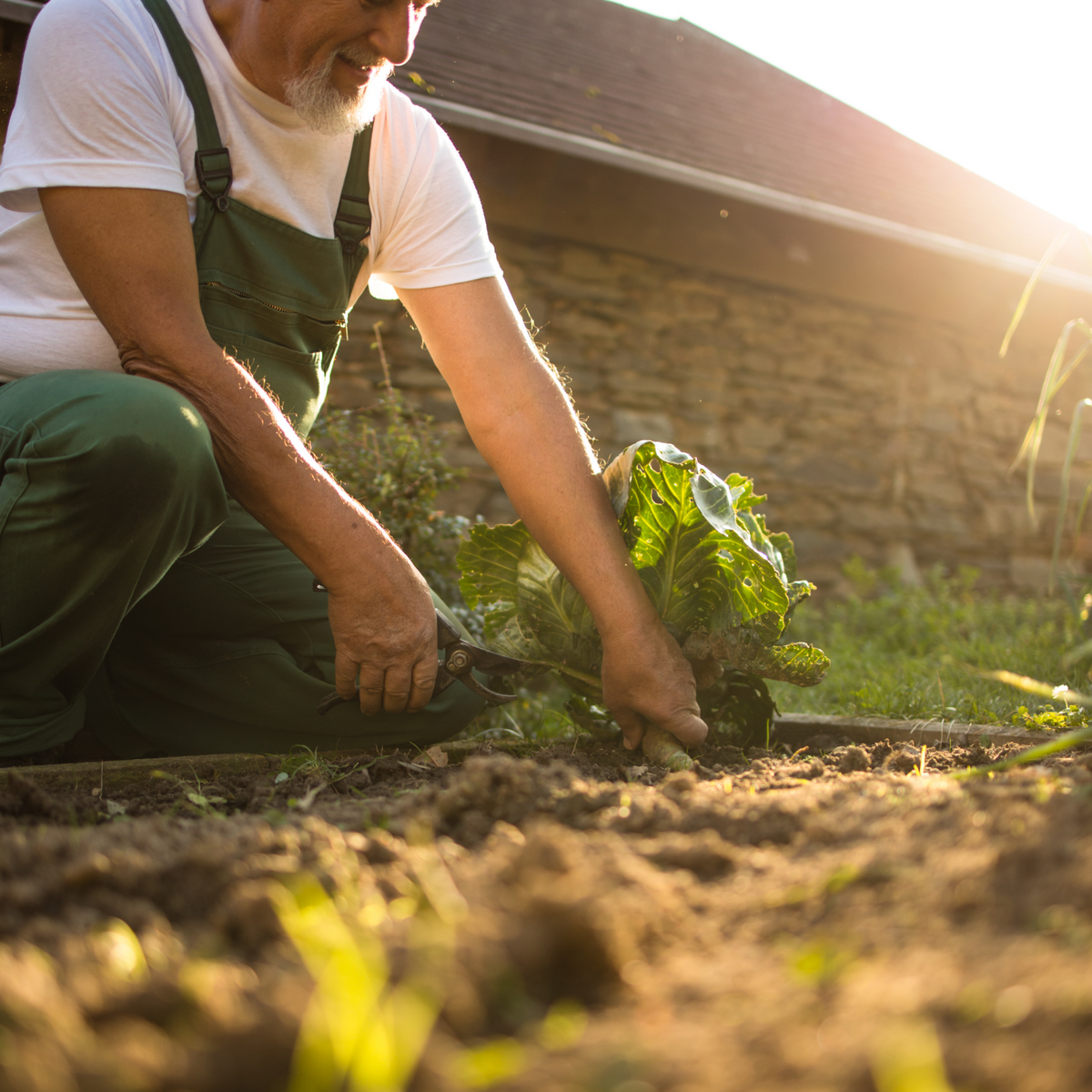 Edibles To Plant In November – Liberty Landscape Supply