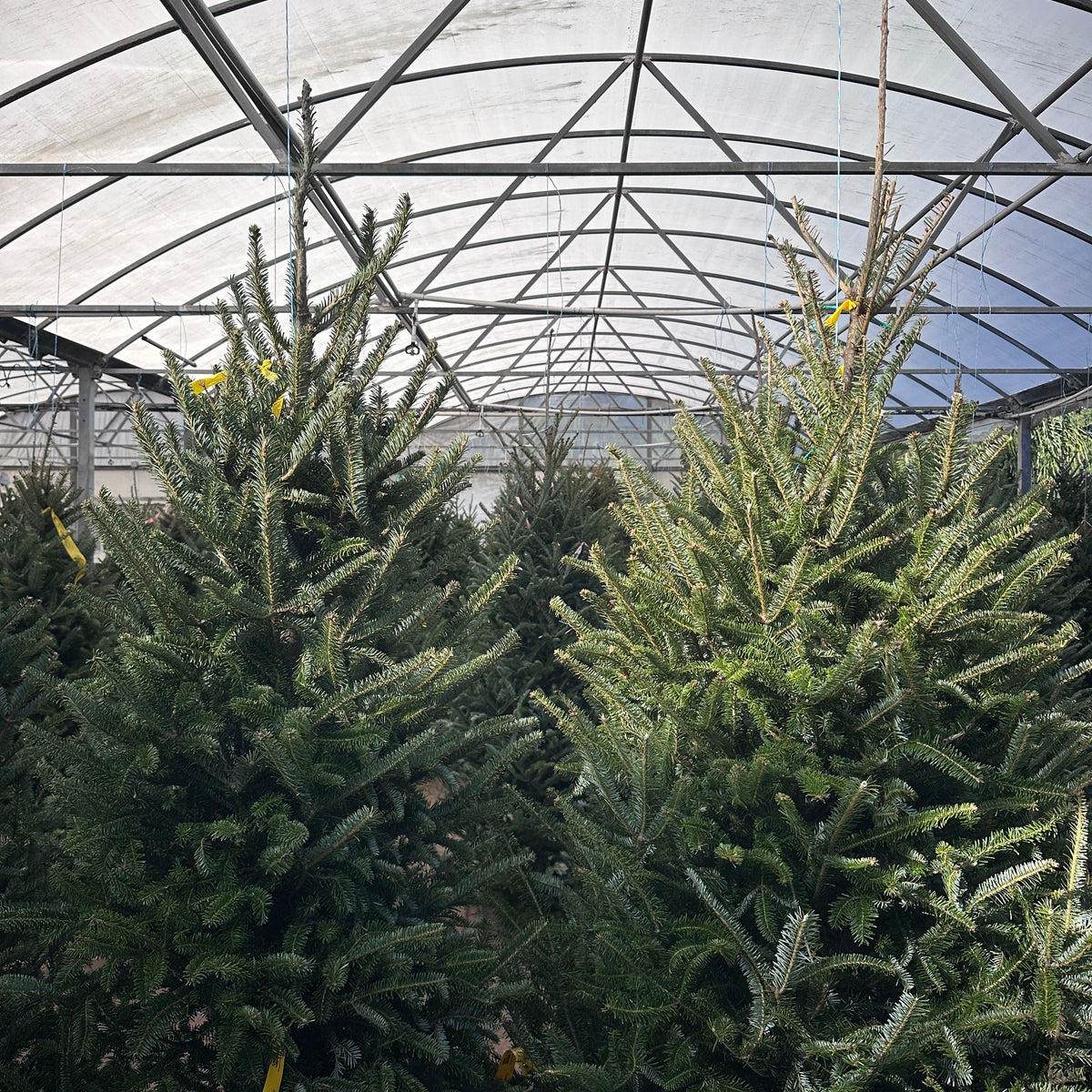 Christmas Trees – Liberty Landscape Supply