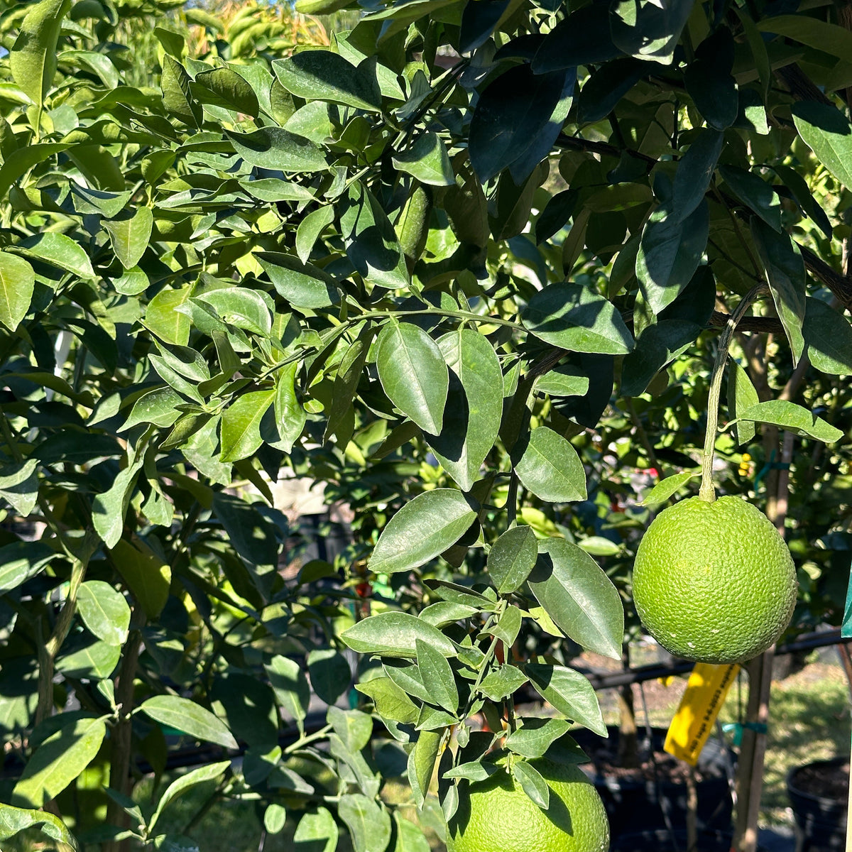 Citrus Trees – Liberty Landscape Supply