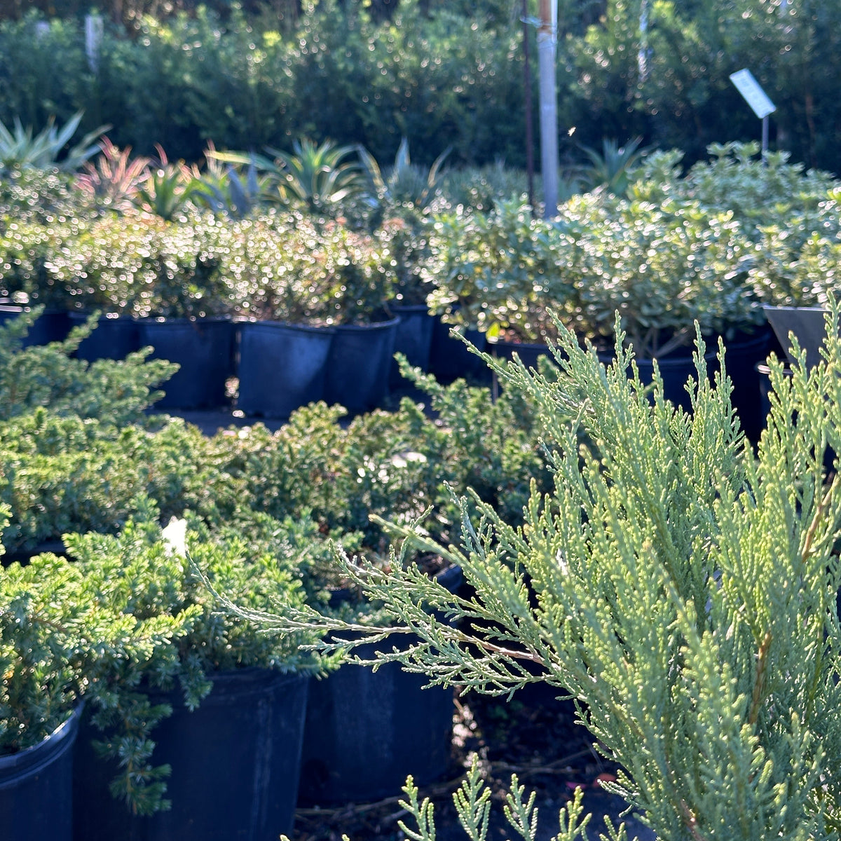 Shrubs – Liberty Landscape Supply