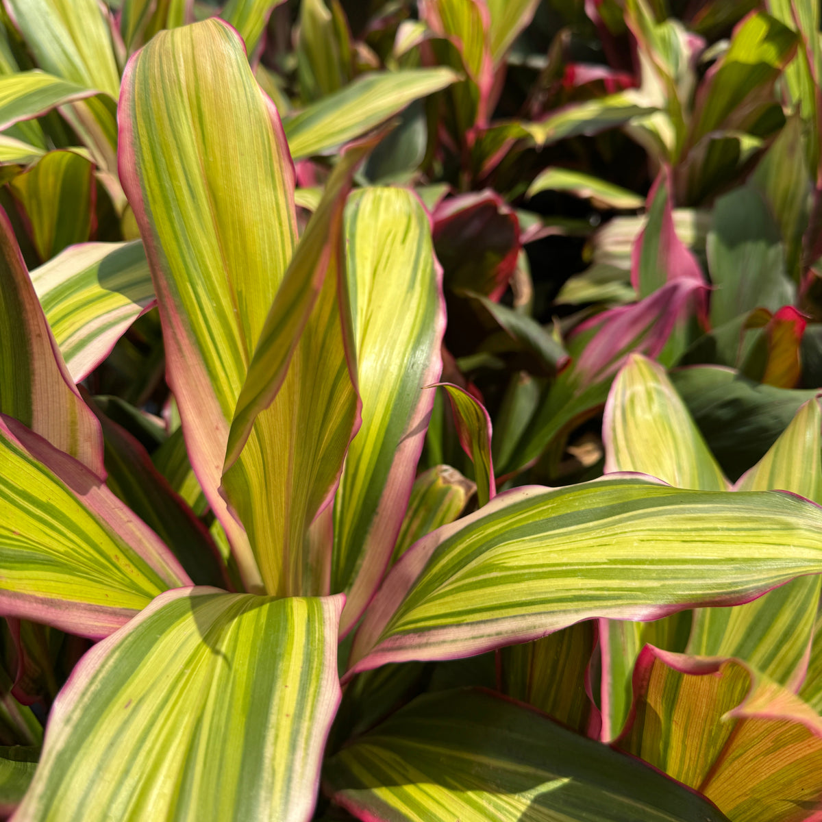 Plants Tropicals – Liberty Landscape Supply