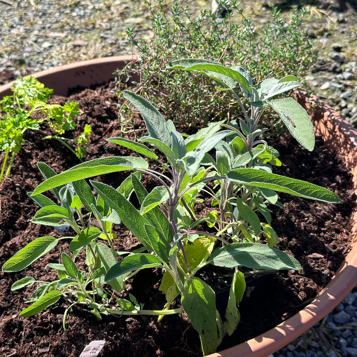 Vegetables & Herbs – Liberty Landscape Supply