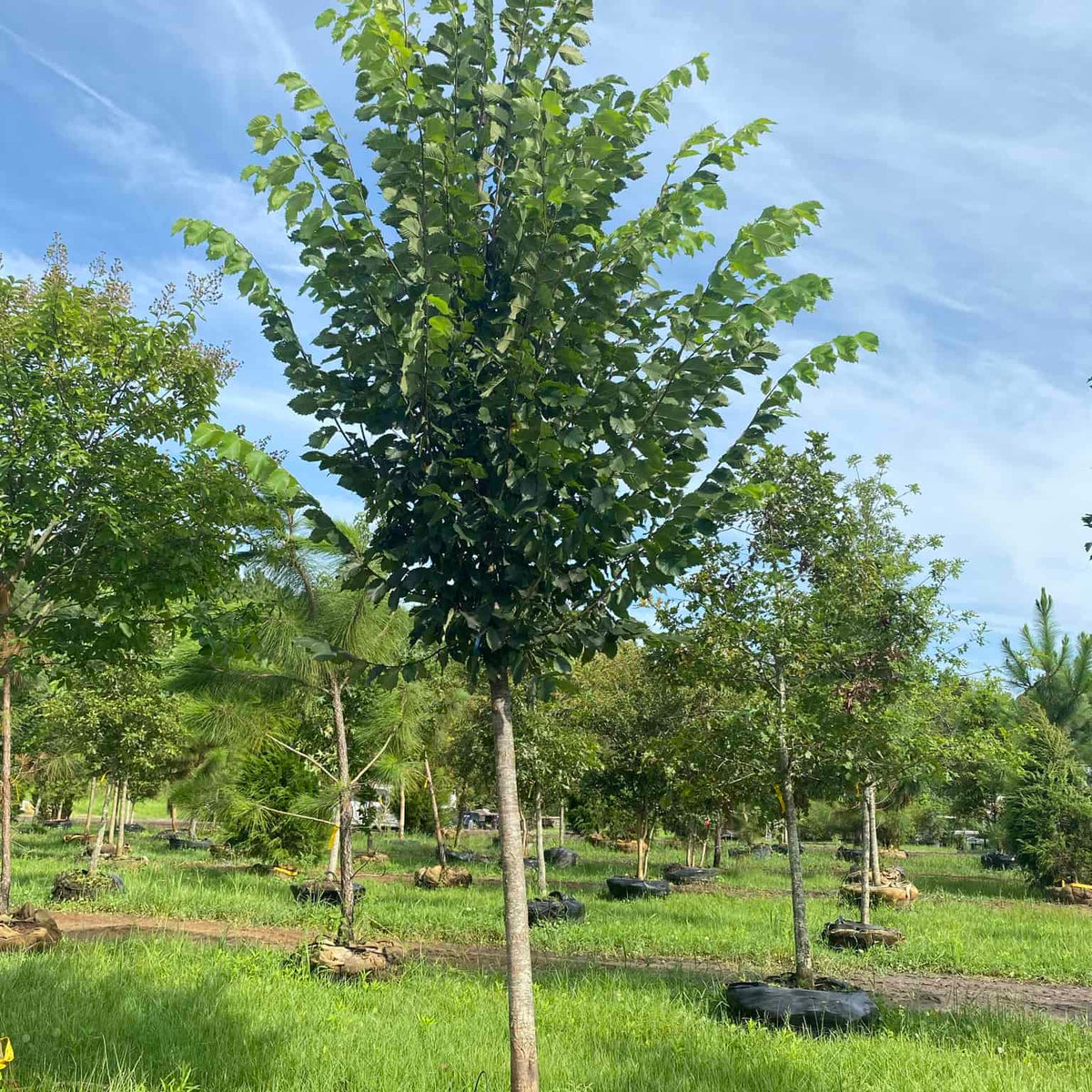American Elm – Liberty Landscape Supply