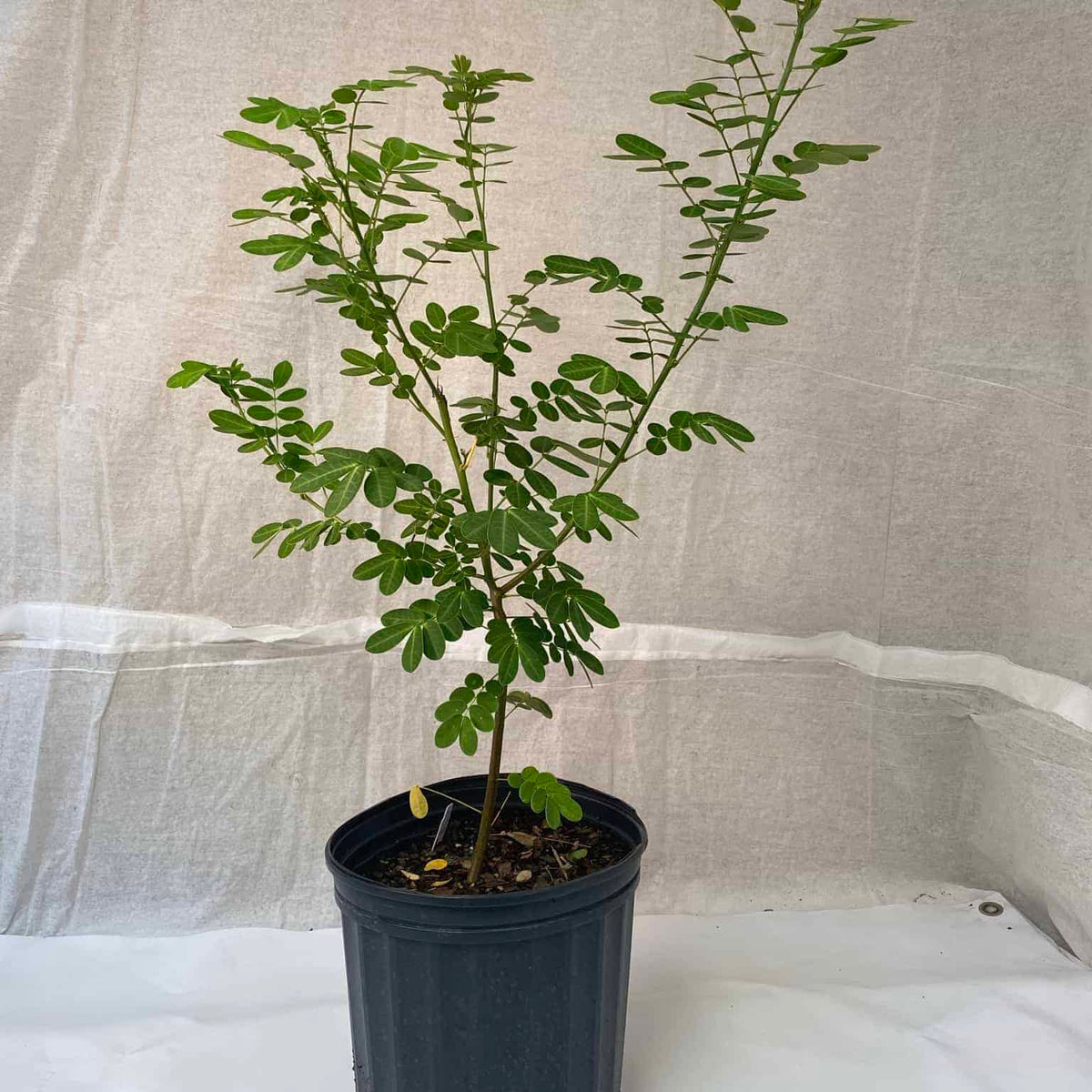 Cassia – Liberty Landscape Supply