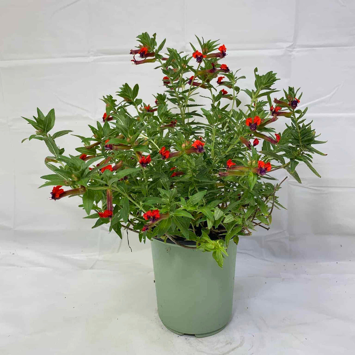 Cuphea – Liberty Landscape Supply