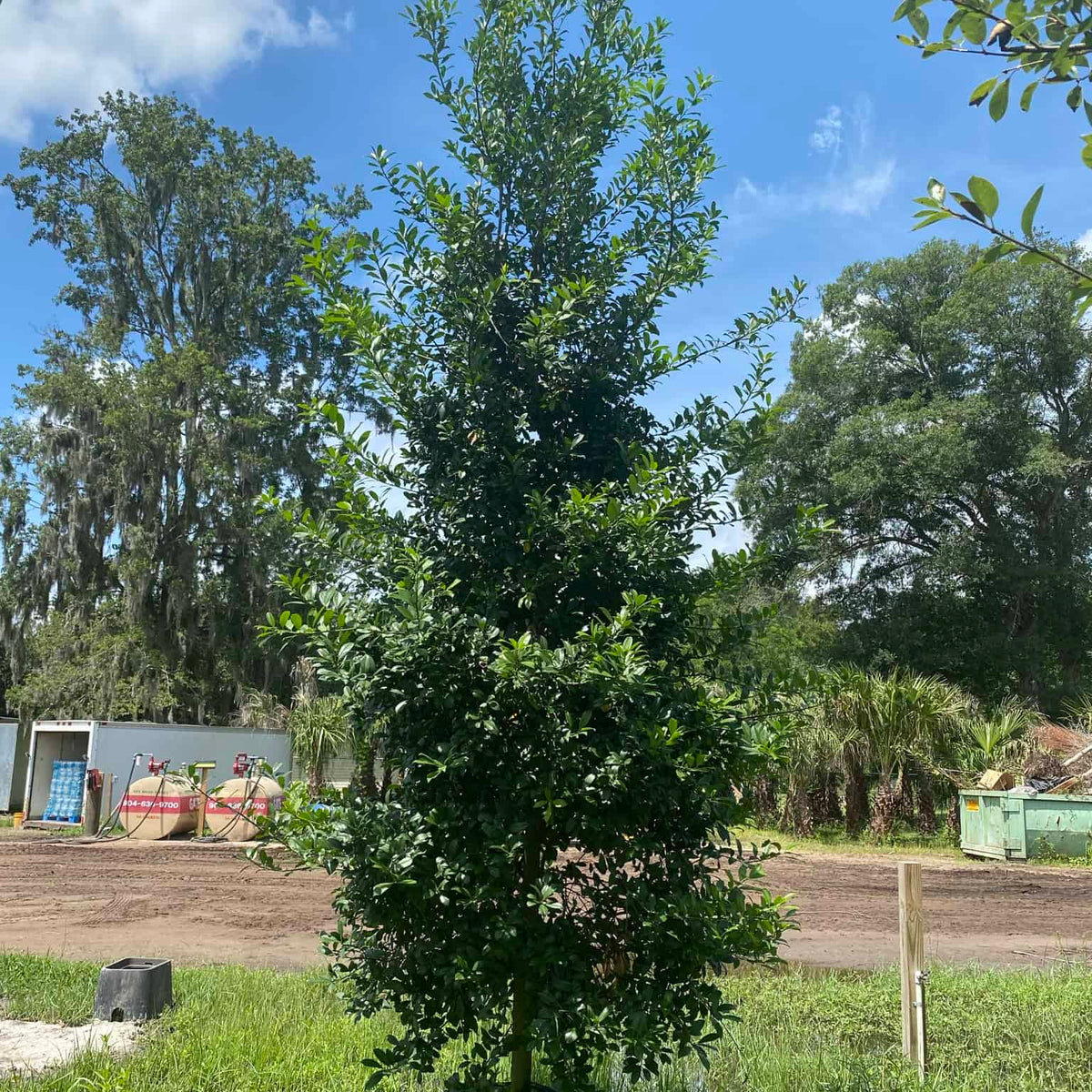 Eagleston Holly – Liberty Landscape Supply