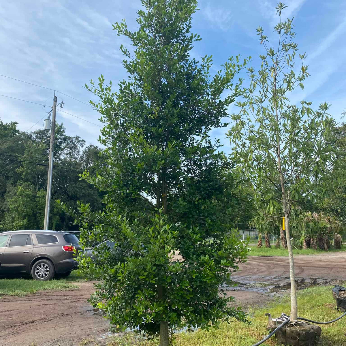 East Palatka Holly – Liberty Landscape Supply