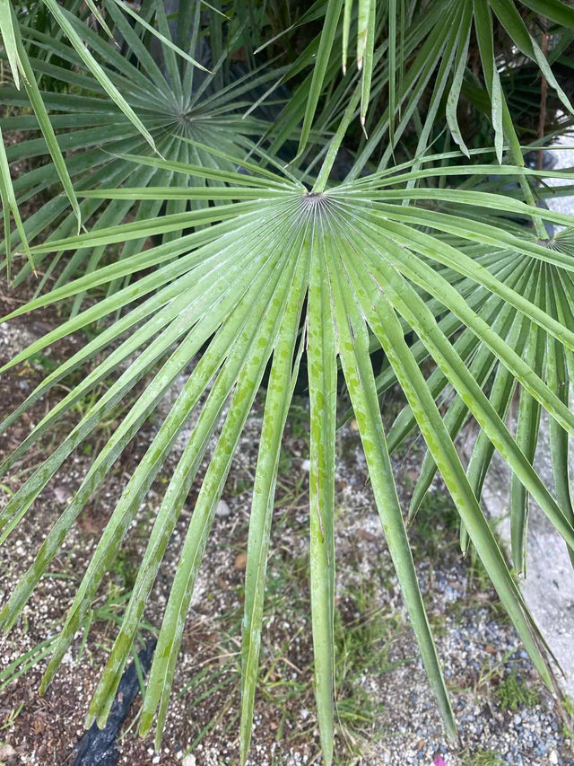 European Fan Palm – Liberty Landscape Supply