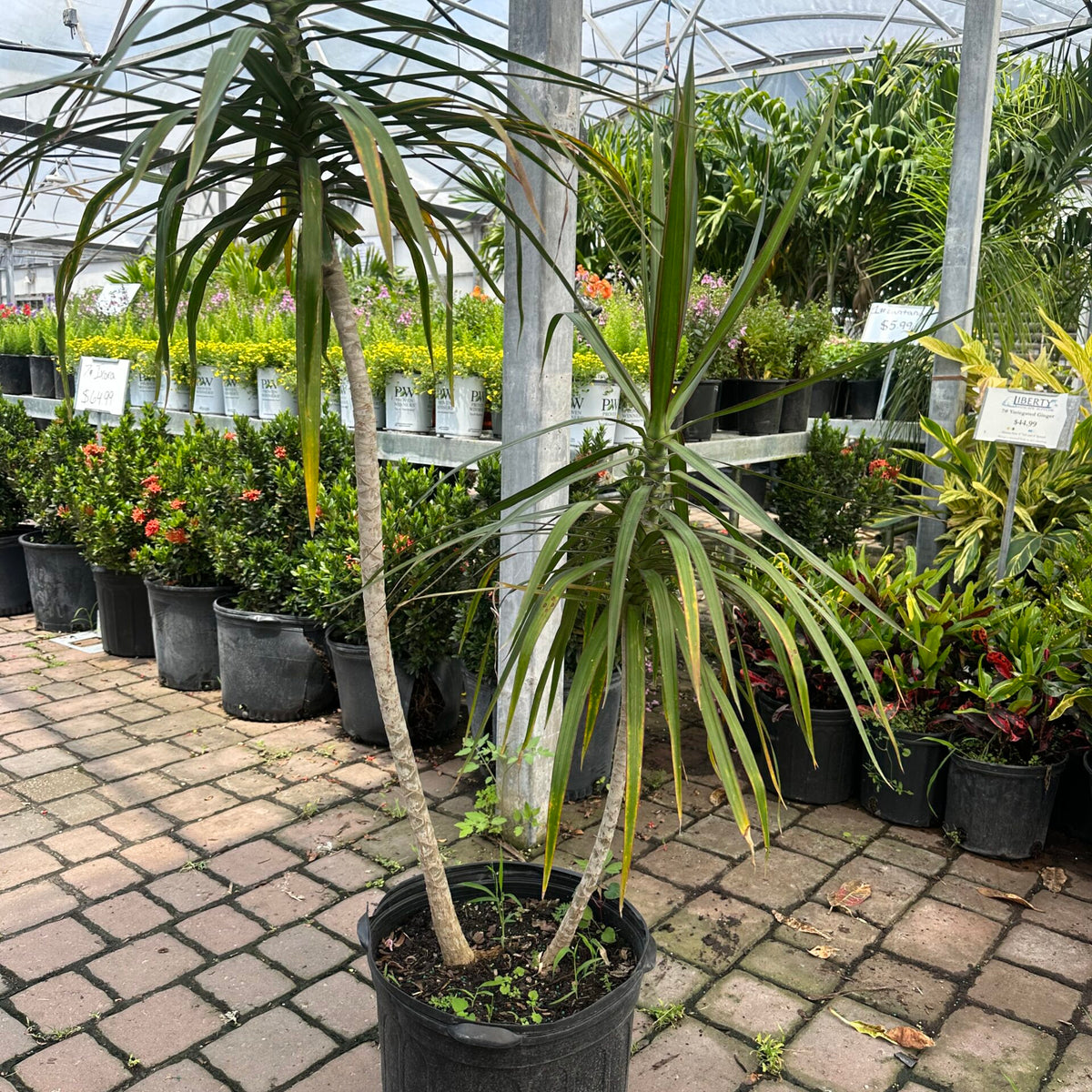 Dracaena – Liberty Landscape Supply