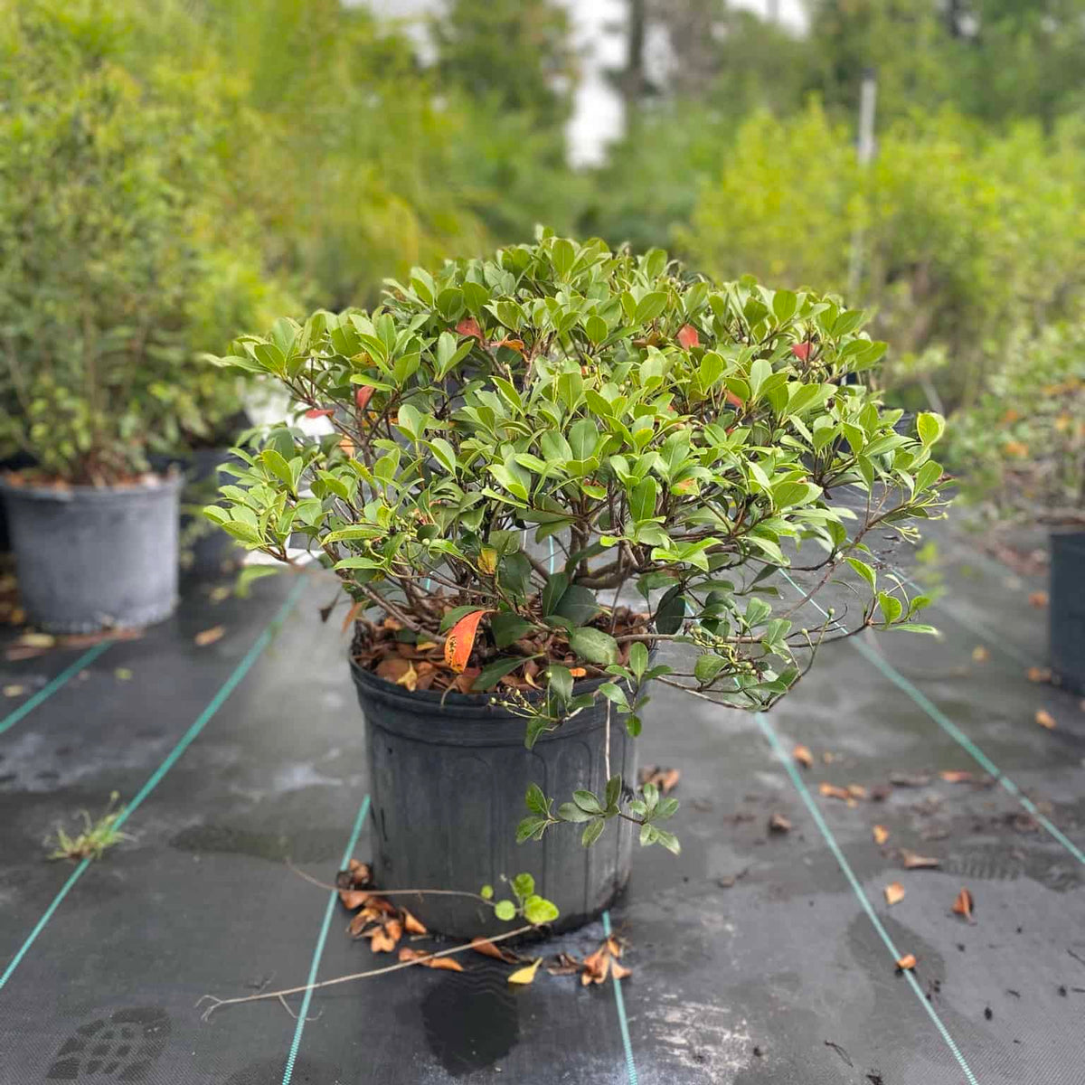 Indian Hawthorne – Liberty Landscape Supply