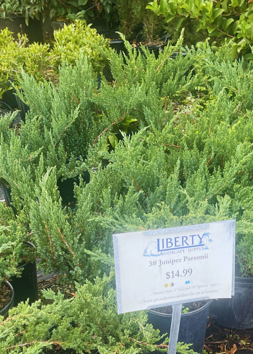 Juniper Parsonii – Liberty Landscape Supply