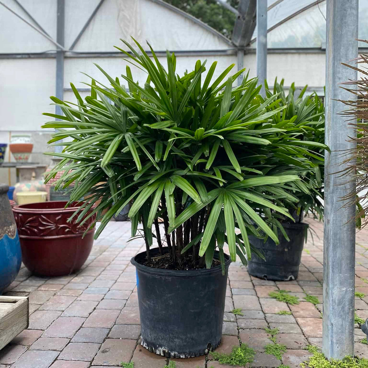 Lady Palm – Liberty Landscape Supply