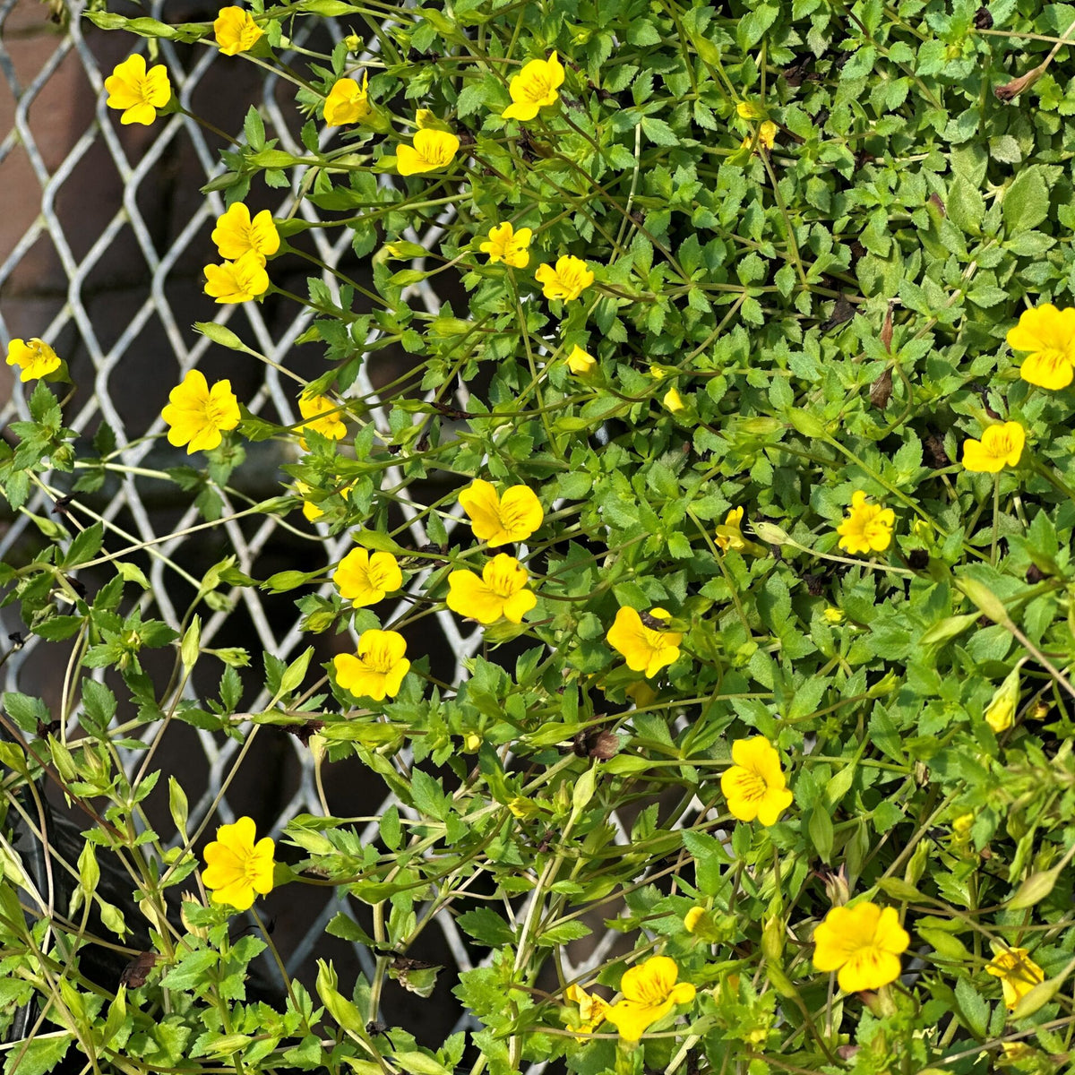 Mecardonia – Liberty Landscape Supply