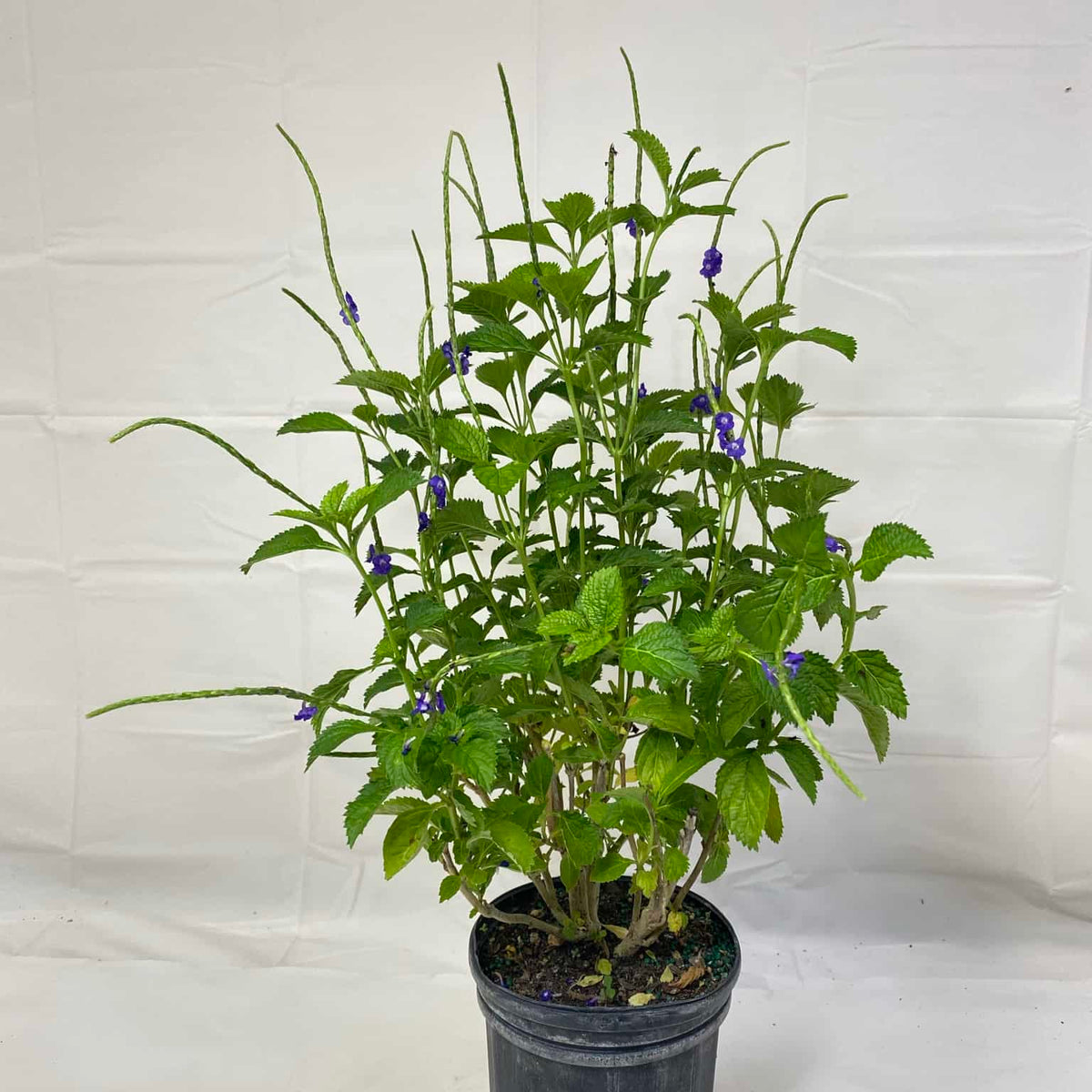 Porterweed – Liberty Landscape Supply