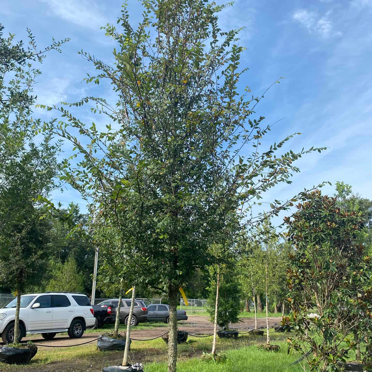 Winged Elm – Liberty Landscape Supply