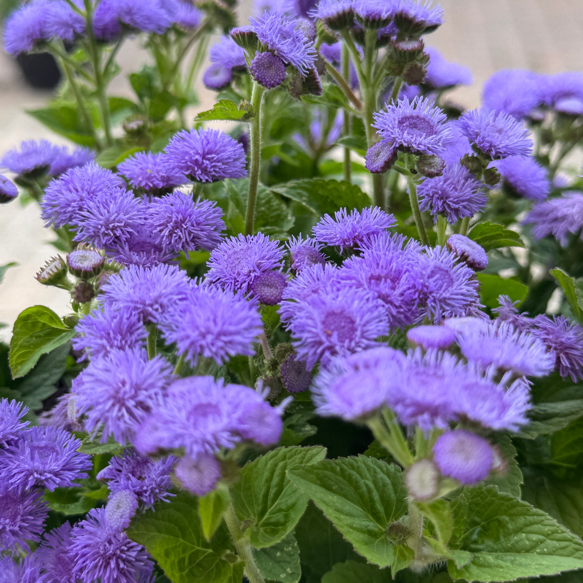 Ageratum – Liberty Landscape Supply
