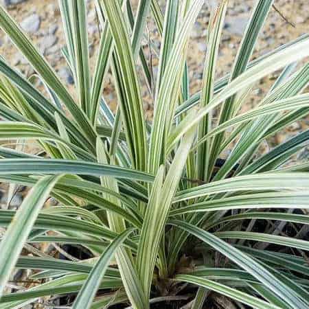 Aztec Grass – Liberty Landscape Supply