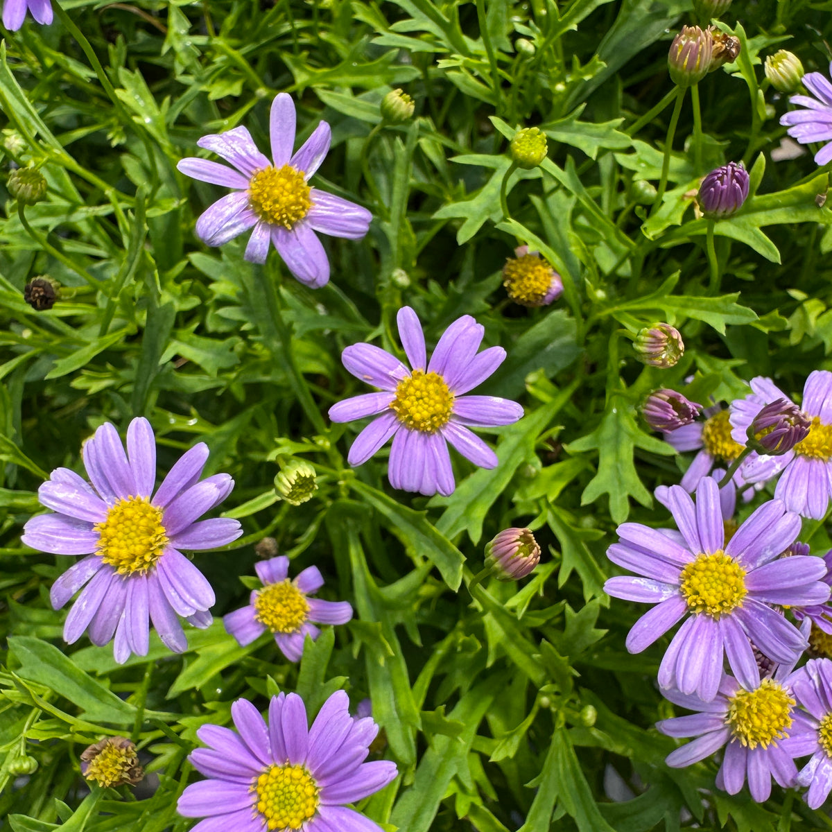 Brachyscome – Liberty Landscape Supply