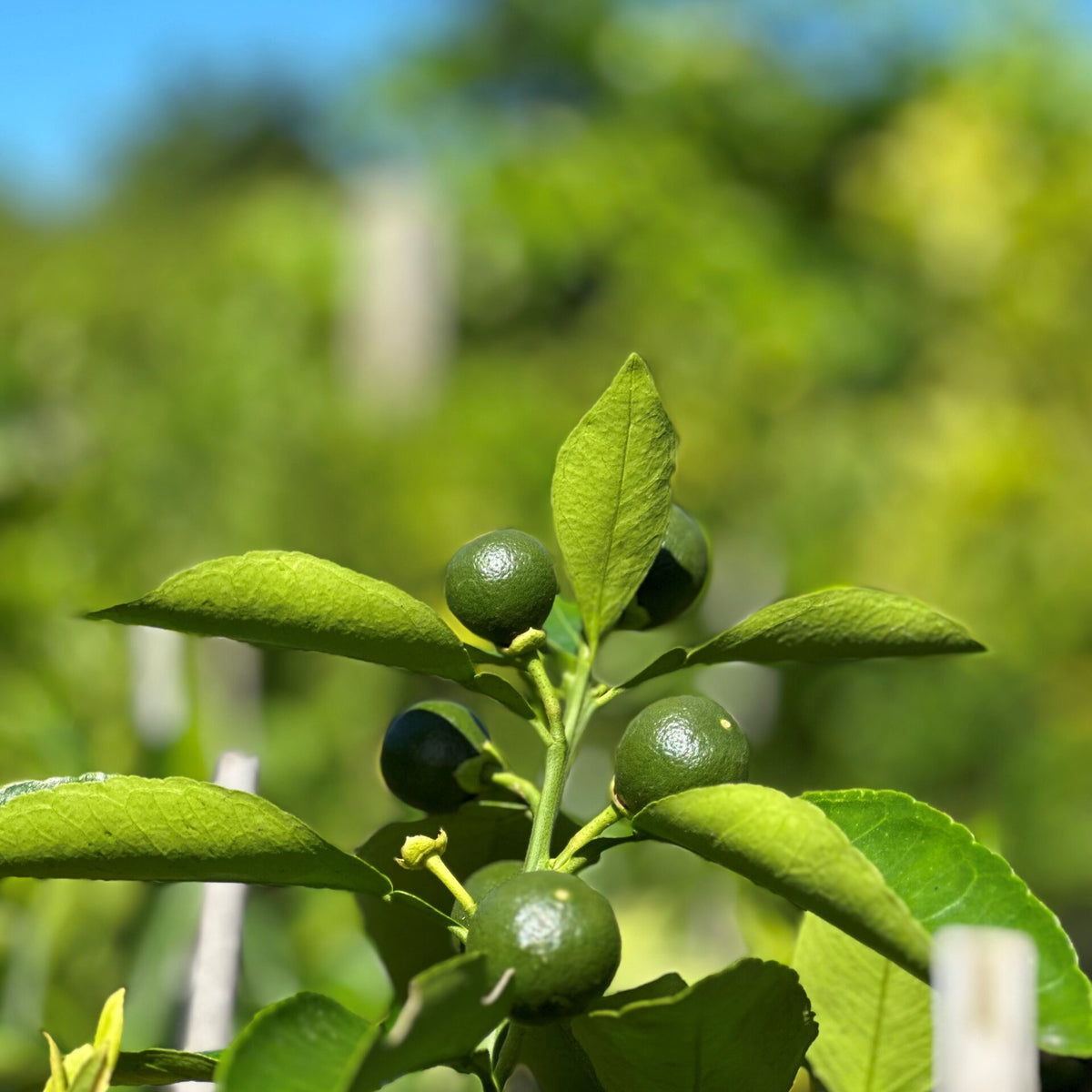 Citrus Tree Medley – Liberty Landscape Supply