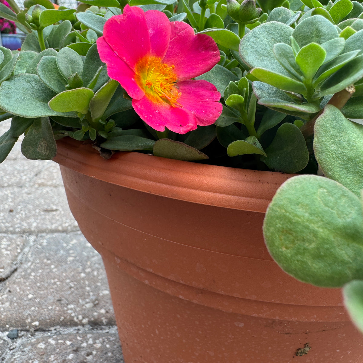 Color Pot – Liberty Landscape Supply