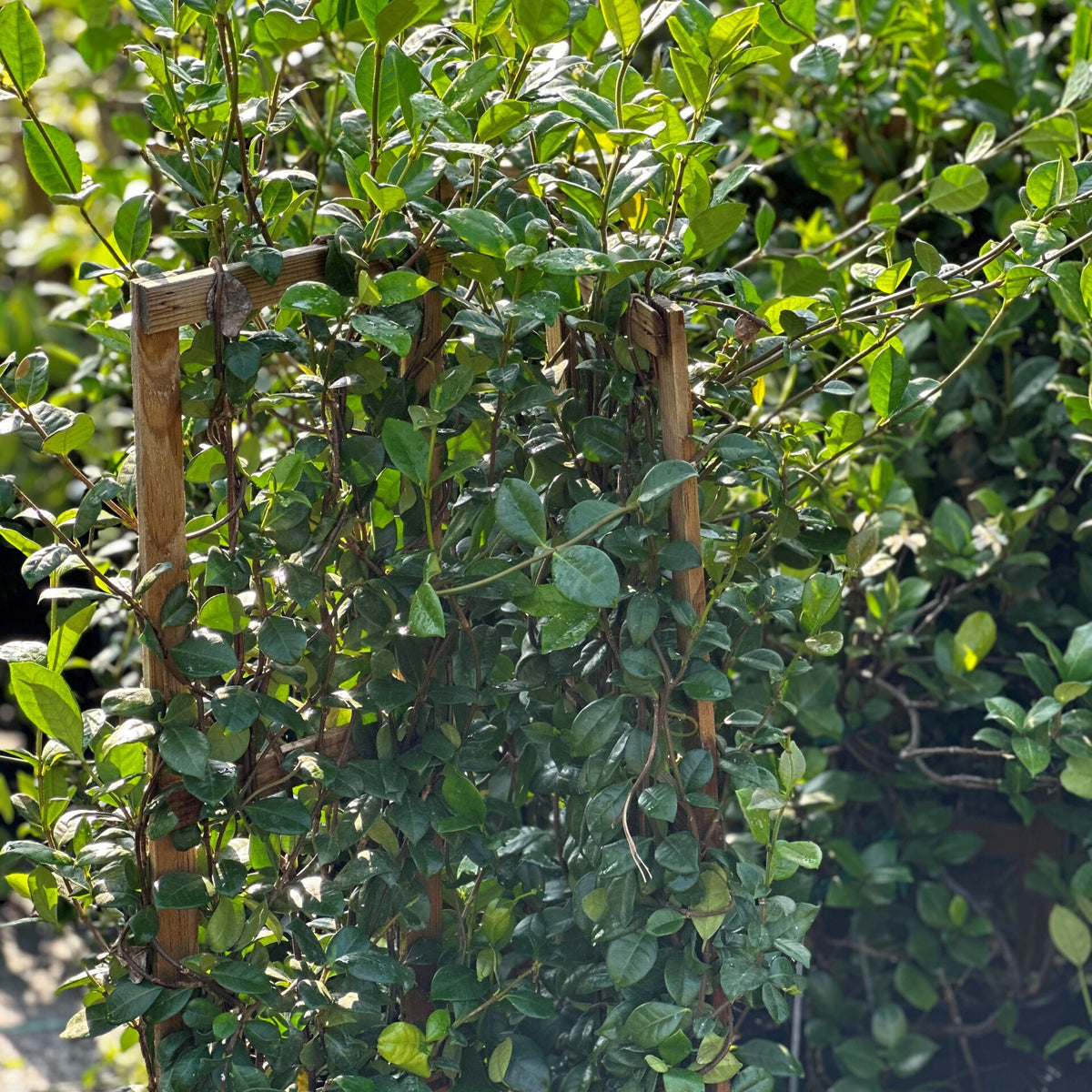 Jasmine Confederate – Liberty Landscape Supply