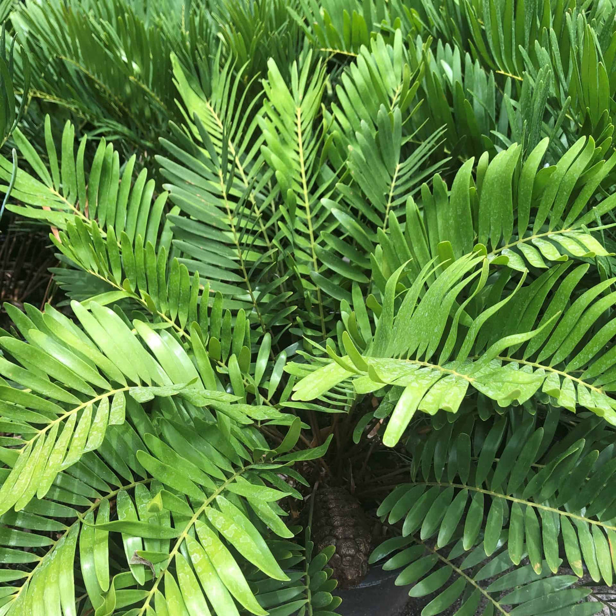 Coontie – Liberty Landscape Supply