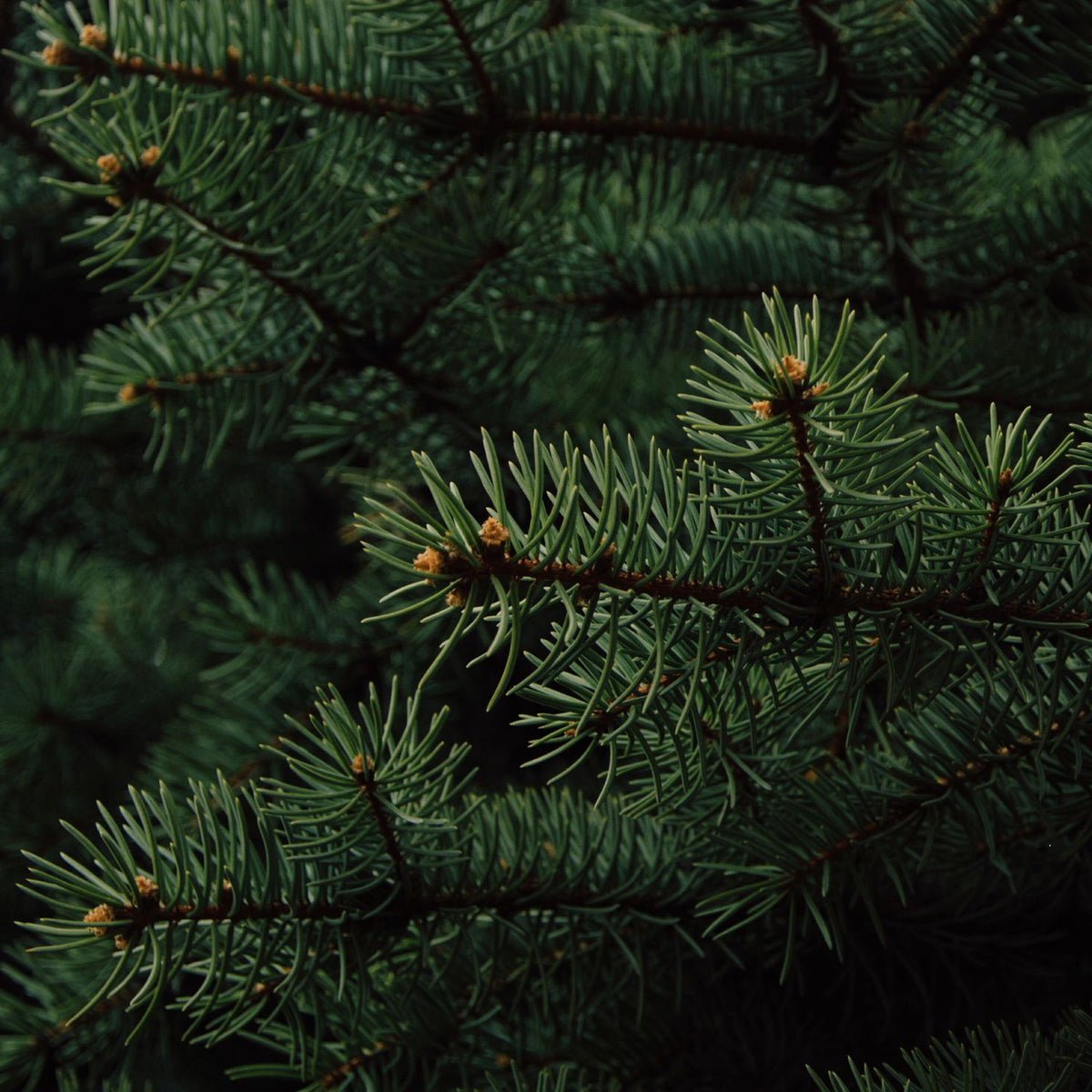 Fraser Fir Trees – Liberty Landscape Supply
