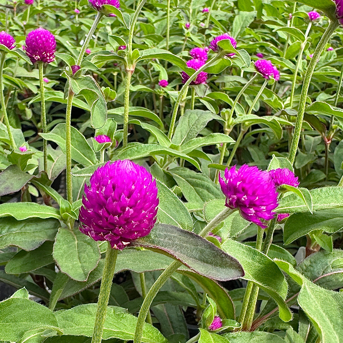 Gomphrena – Liberty Landscape Supply