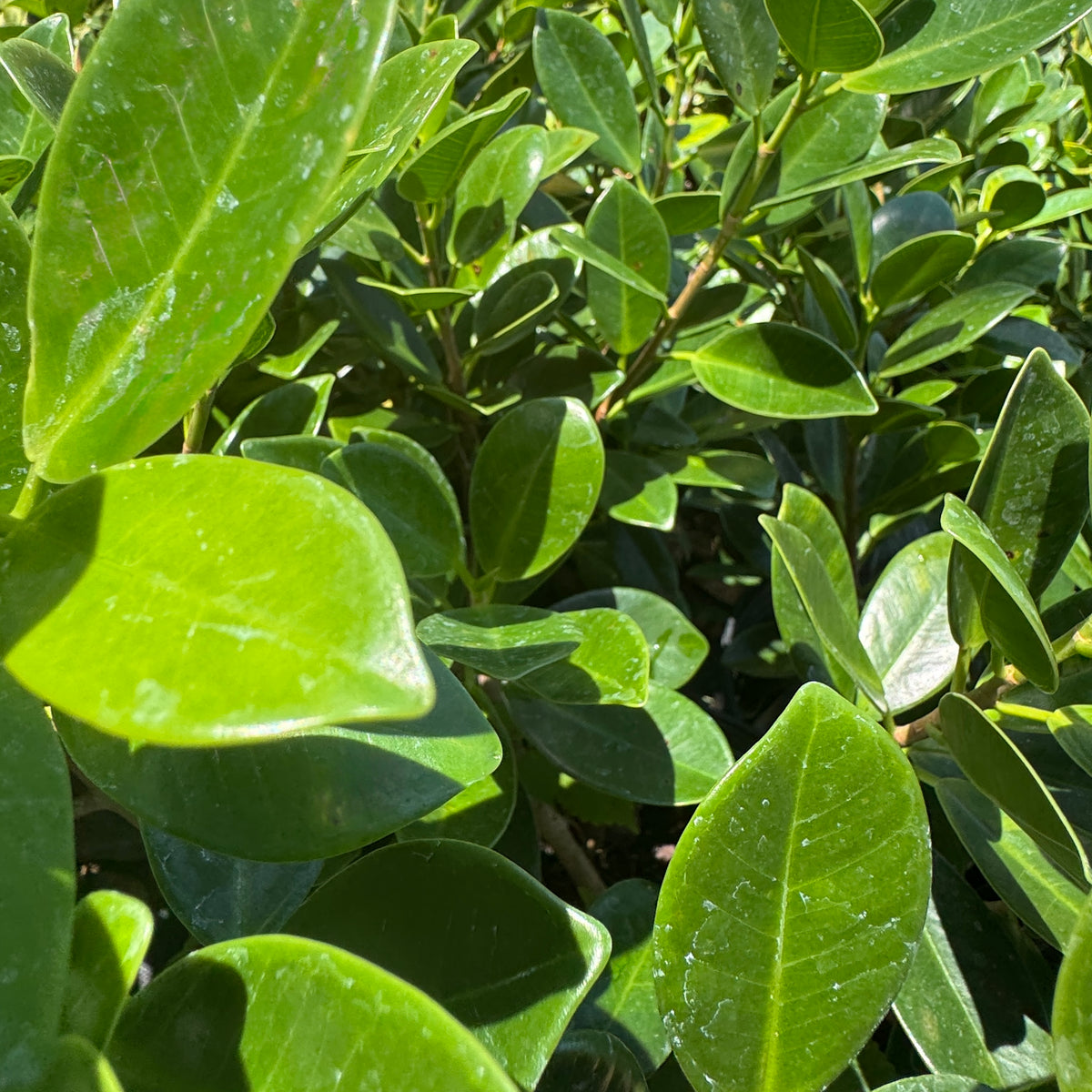 Ficus 'Green Island' – Liberty Landscape Supply