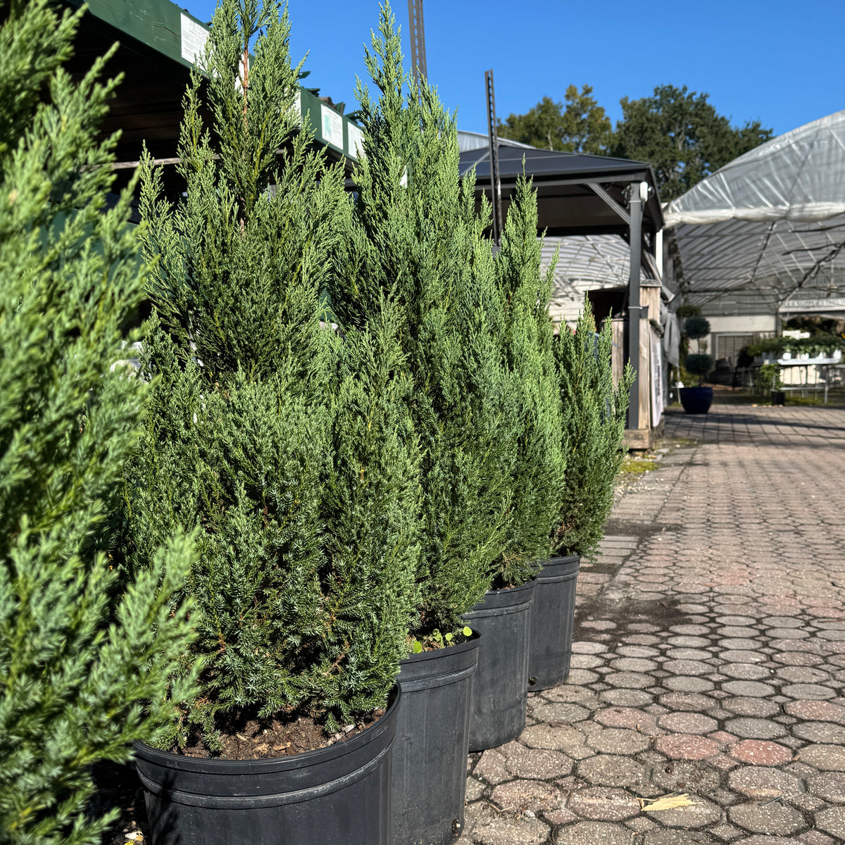 Juniper Blue Point – Liberty Landscape Supply