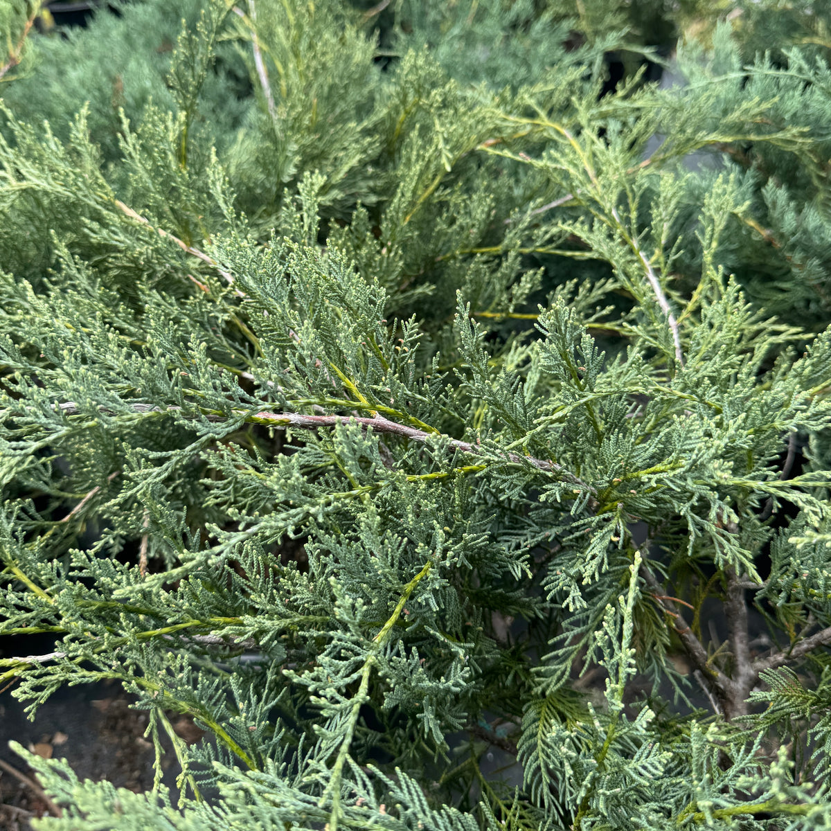 Juniper Grey Owl – Liberty Landscape Supply