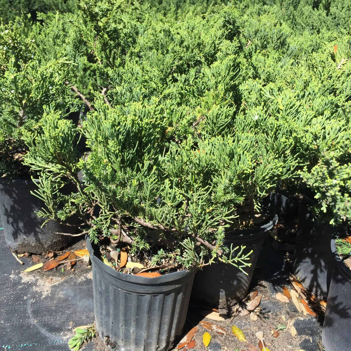 Juniper Parsonii – Liberty Landscape Supply