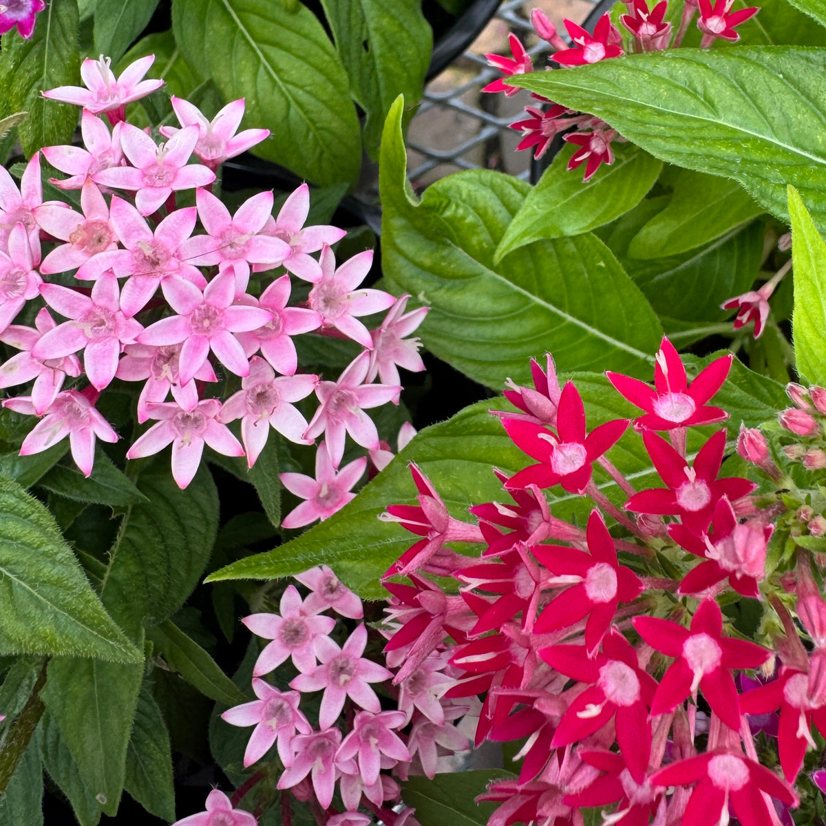 Pentas – Liberty Landscape Supply
