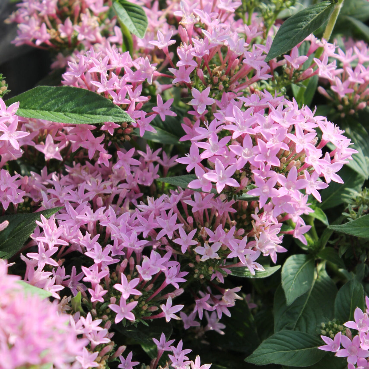 Pentas – Liberty Landscape Supply