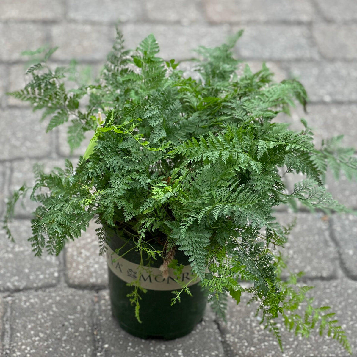 Rabbits Foot Fern – Liberty Landscape Supply