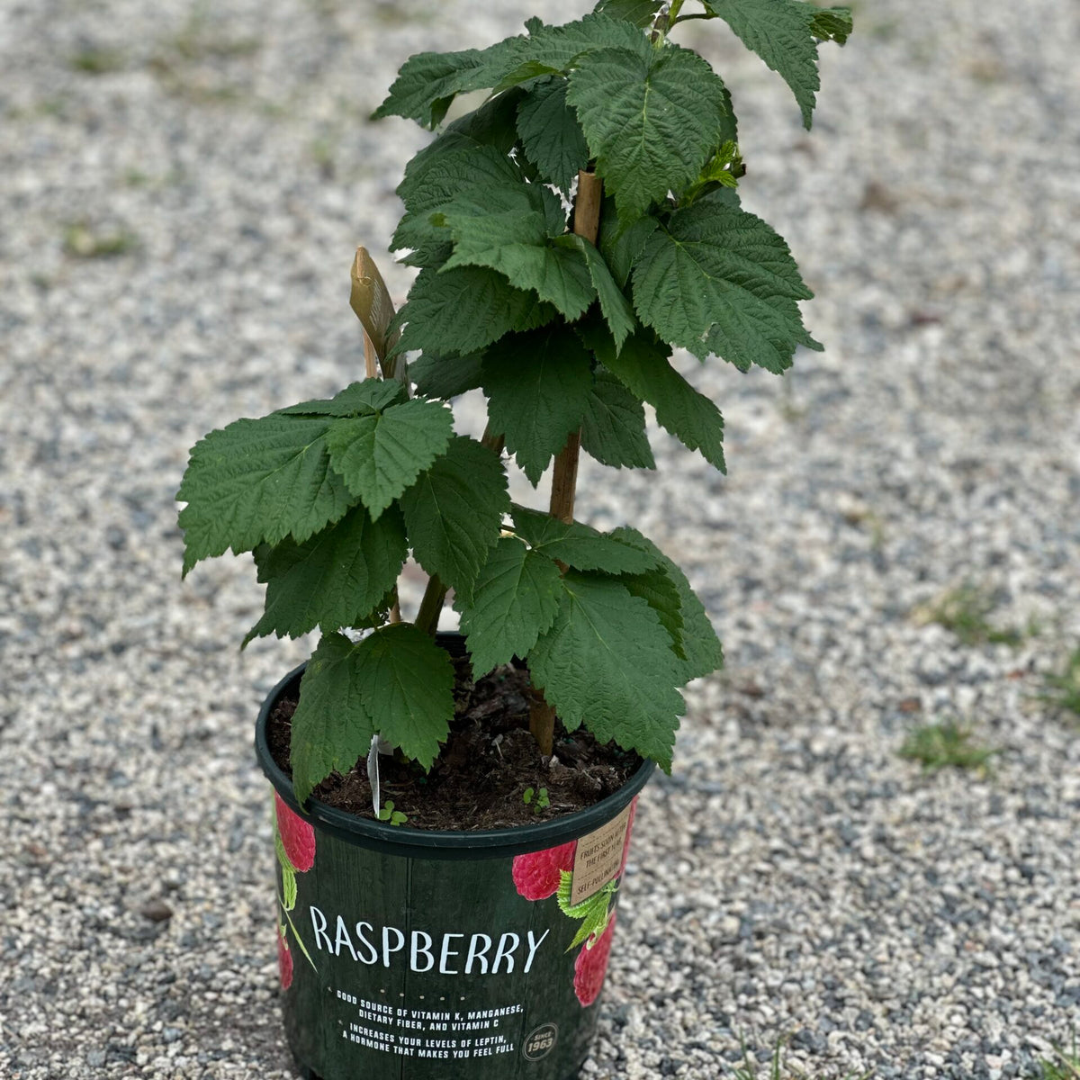 Raspberry – Liberty Landscape Supply
