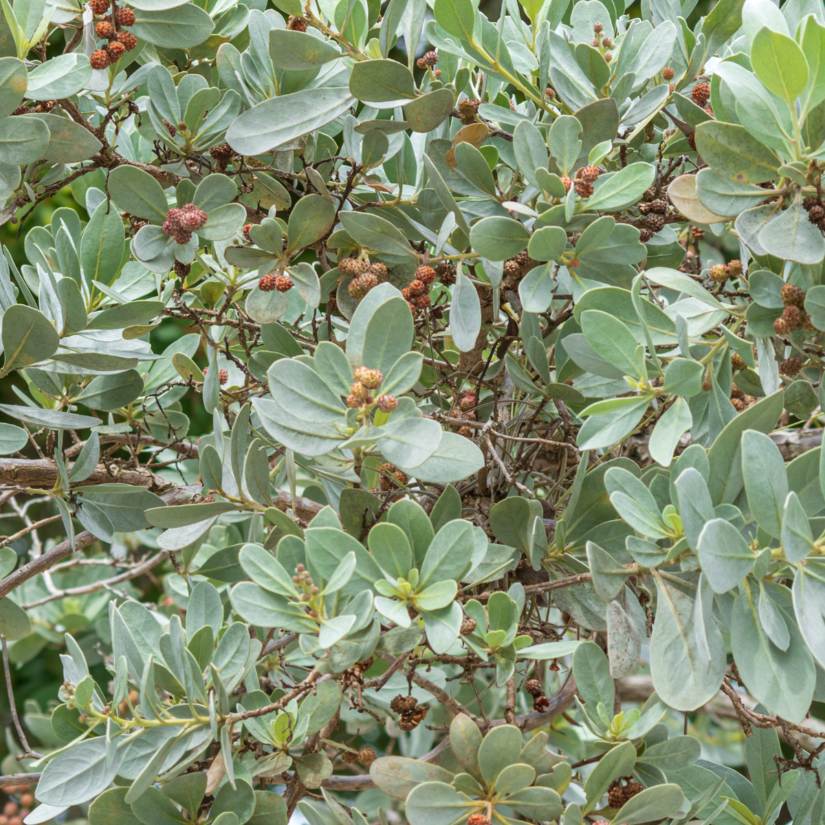 Silver Buttonwood – Liberty Landscape Supply