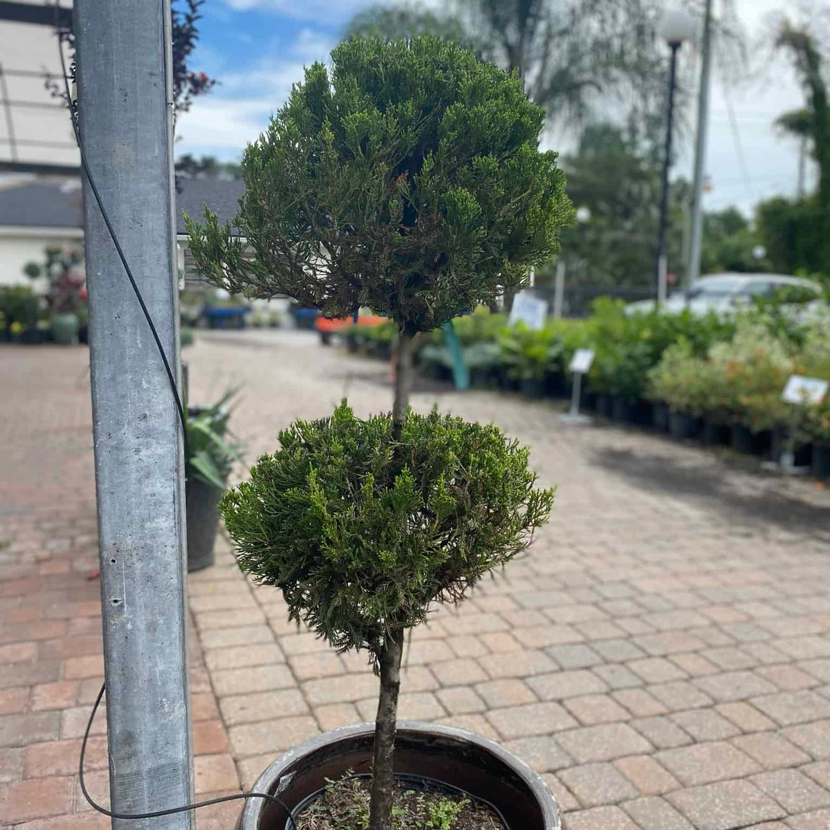Topiary – Liberty Landscape Supply