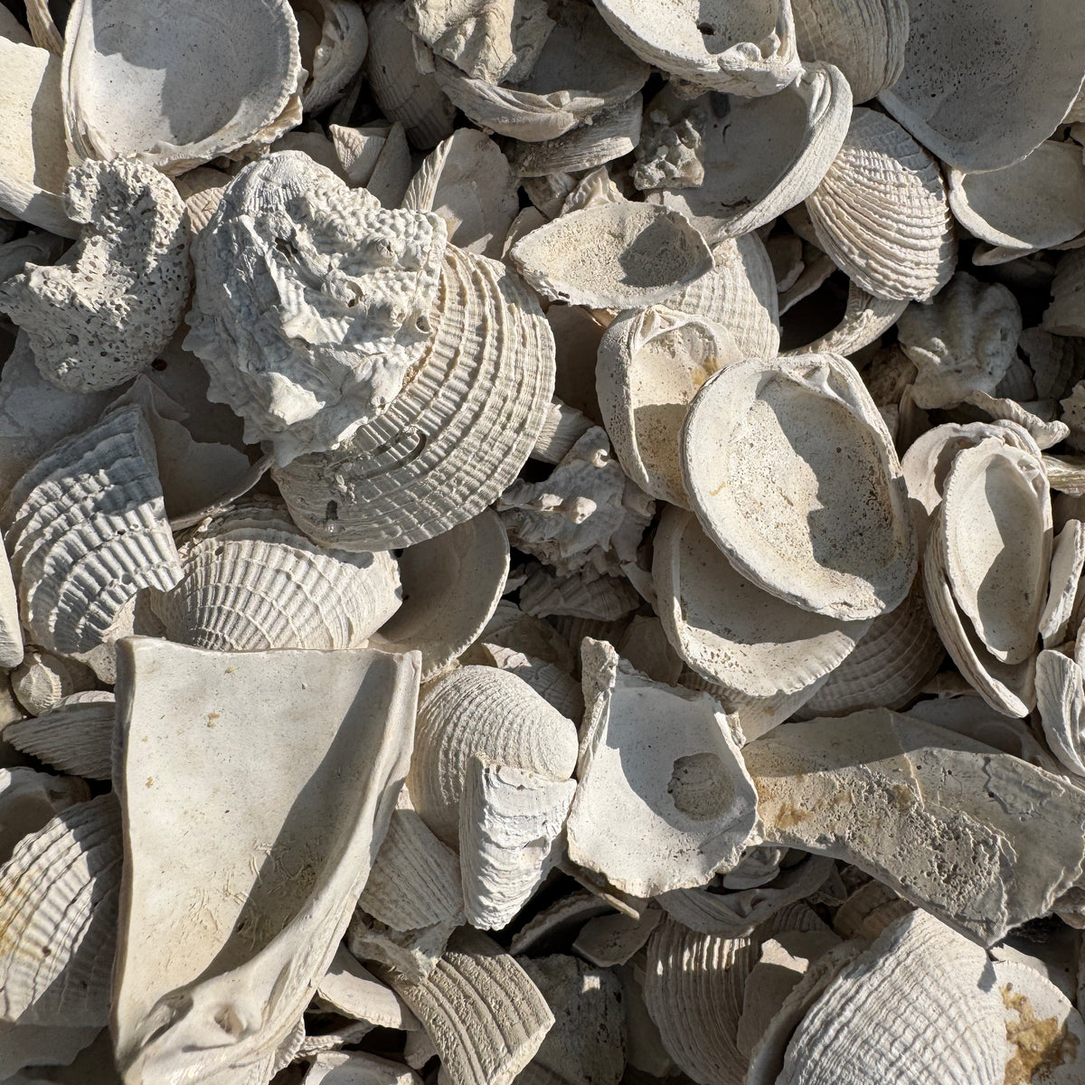 Medium Washed Shell – Liberty Landscape Supply